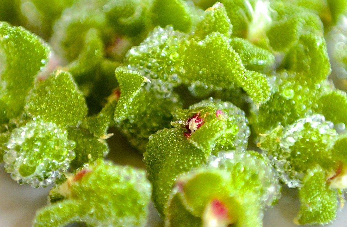 10 plantas para nuevos sabores en tu comida | Plantarum